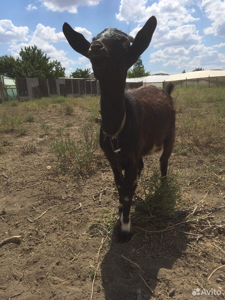 Продаются Козлята