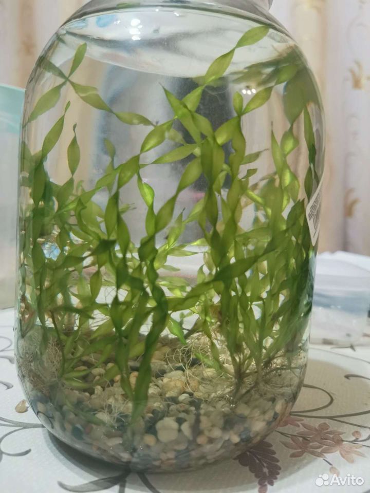 Валиснерия спиральная