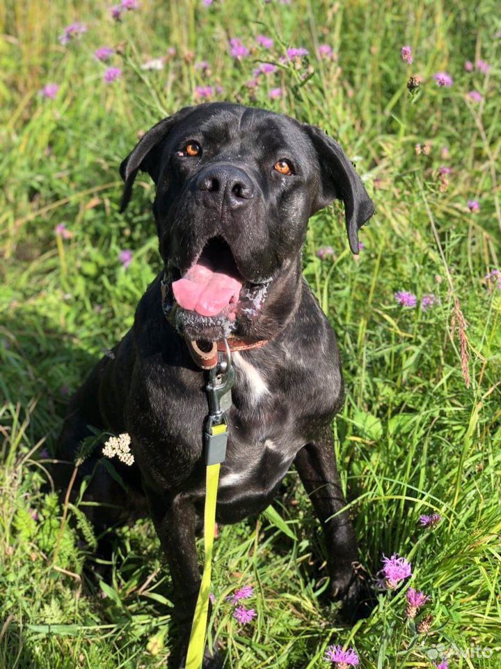 Мафиози Клайд (без Бонни) в добрые надёжные руки