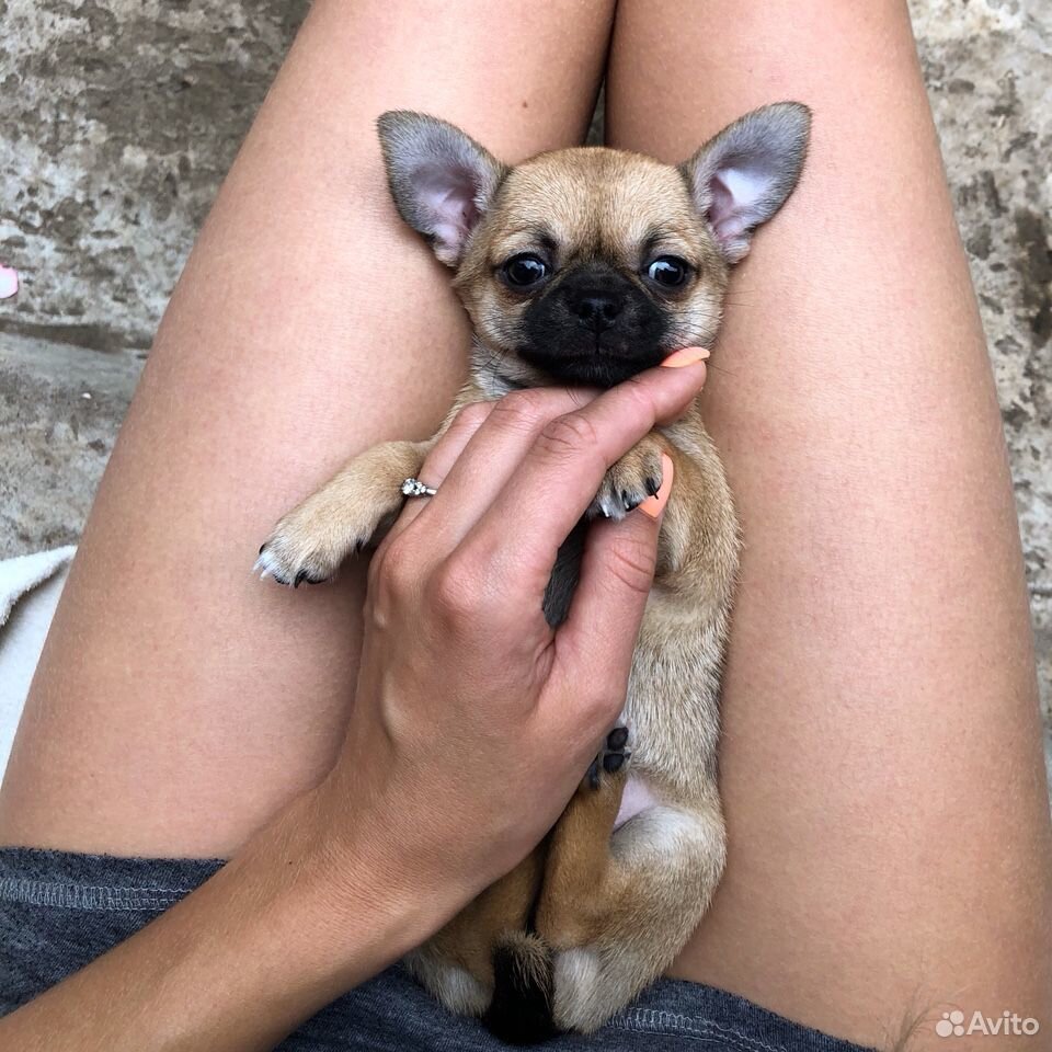 Две девочки чихуахуа