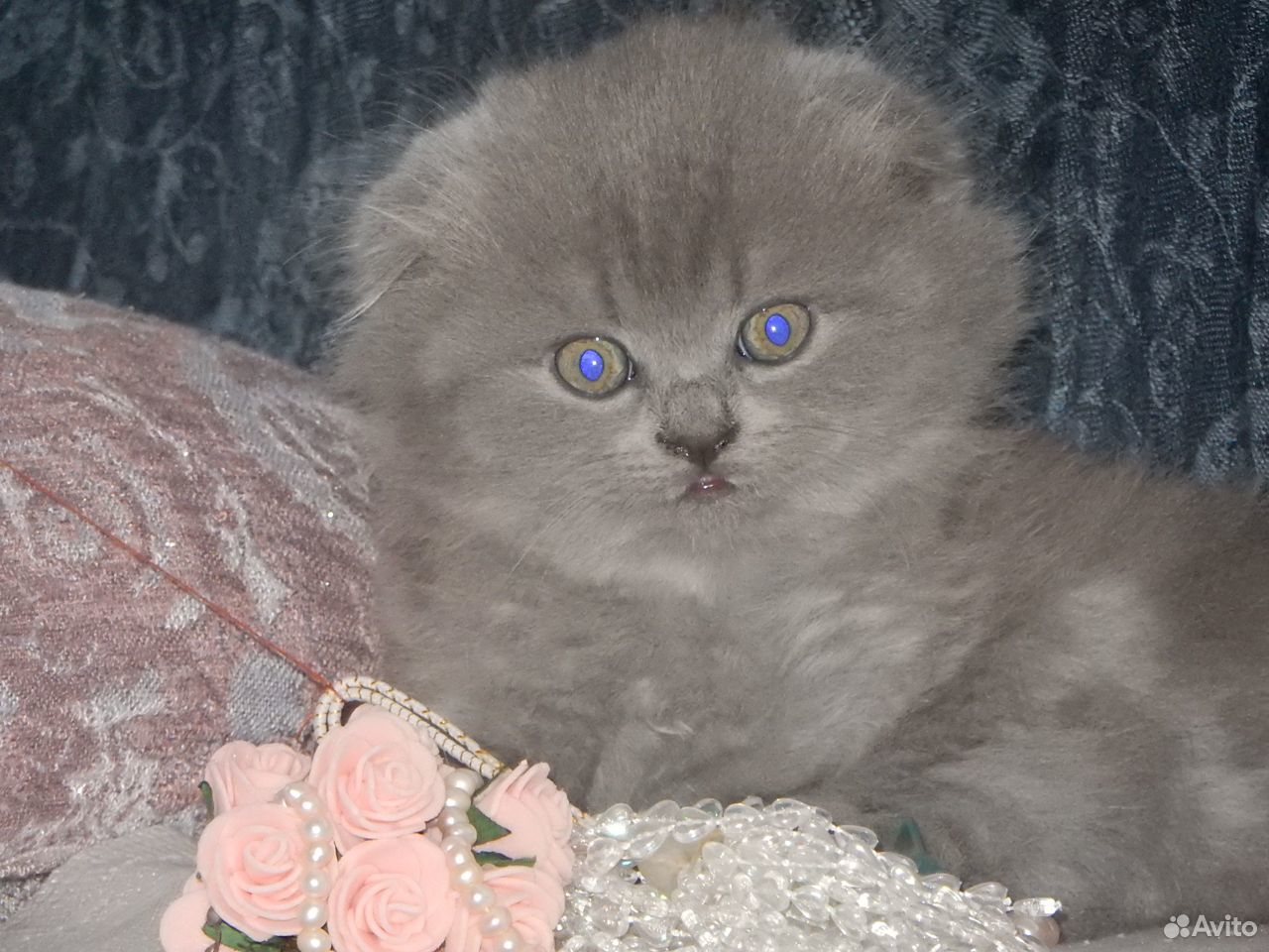 Голубая шотландская вислоухая кошечка