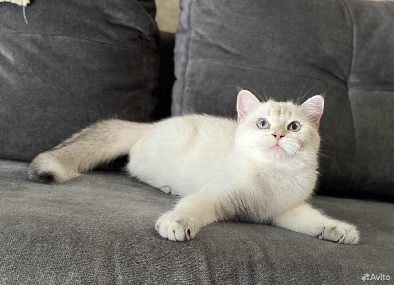 Британцы из питомника