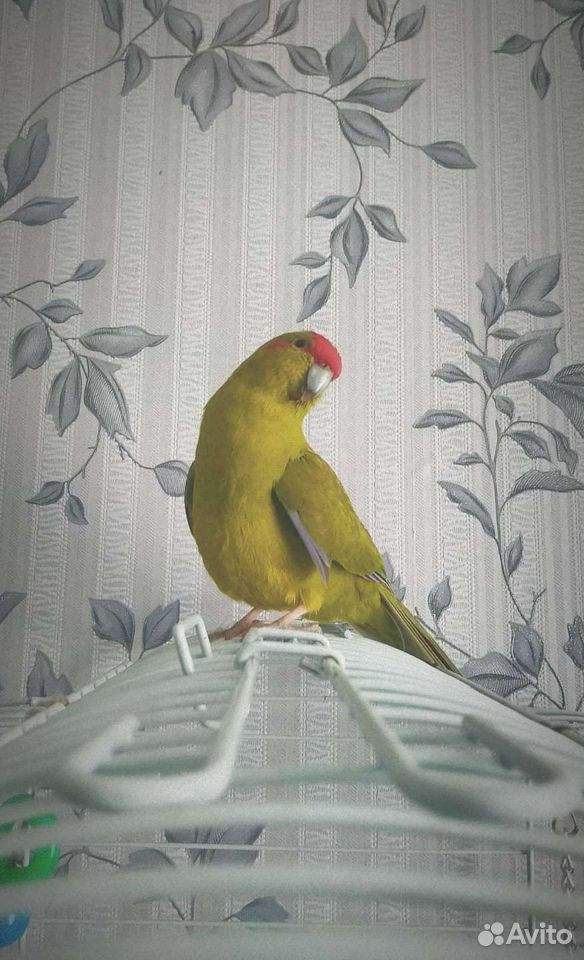 Попугай Какарик + клетка + деревянная присада