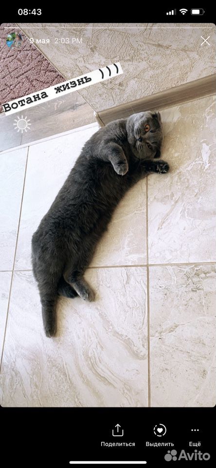 Шотландская вислоухая кошка или скоттиш-фо