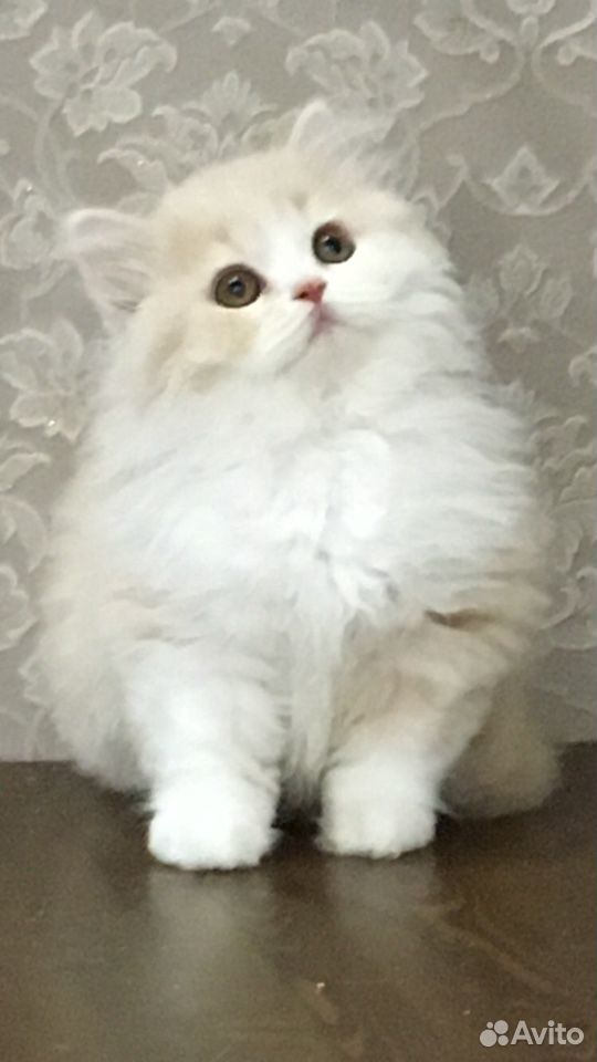 Длинношёрстный британский котик по имени Милаша