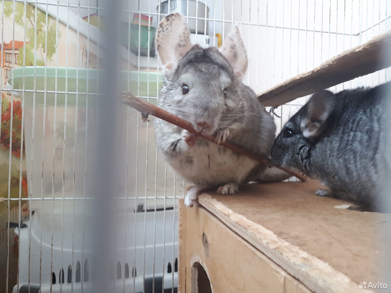 Шиншиллы