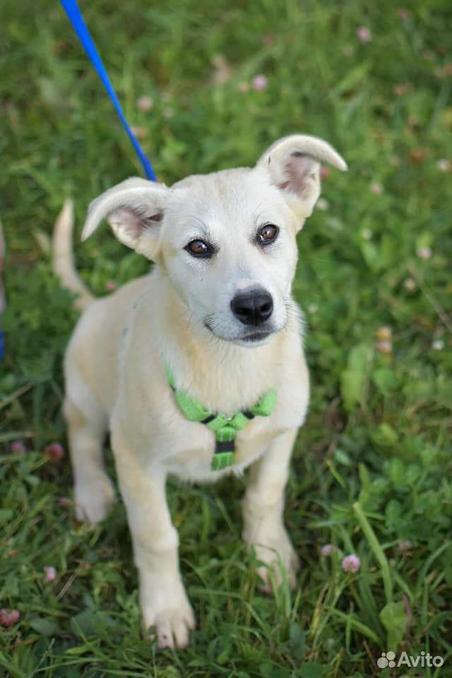 Малышка Келли ищет Дом