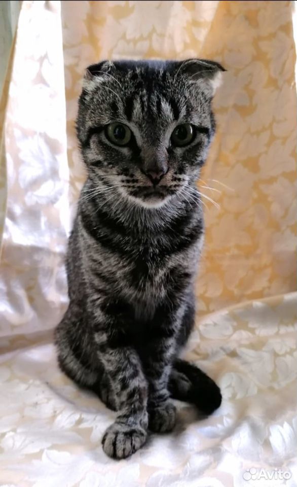 Вислоухая кошечка Гера в добрые руки