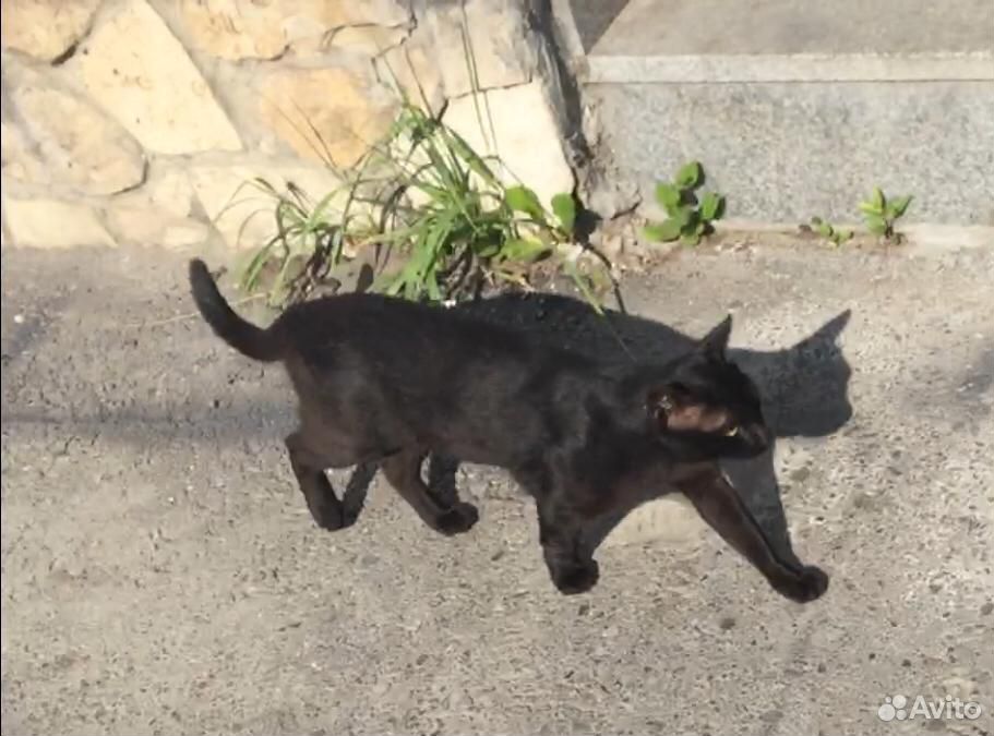 Кот, котенок, котик