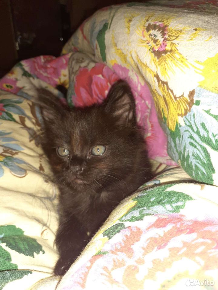 Кошка