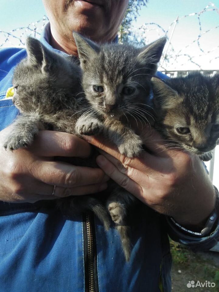 Котята заводские,1,5 мес