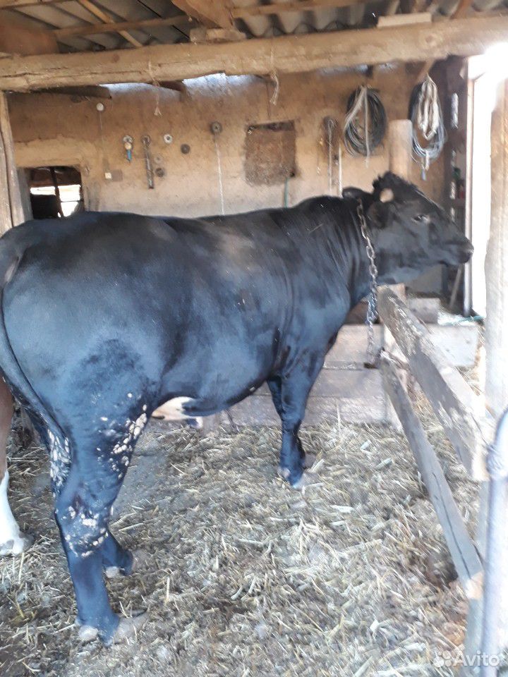 Бычки откормочные