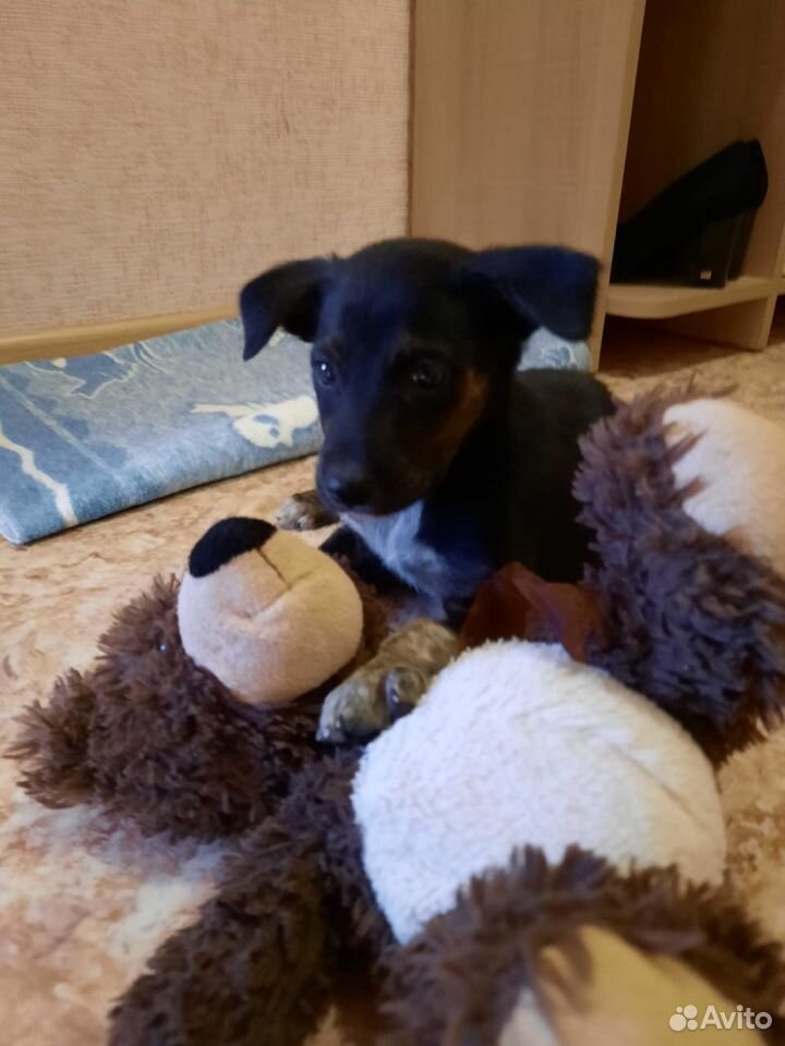 Щенок Ярик, помесь, 3 мес