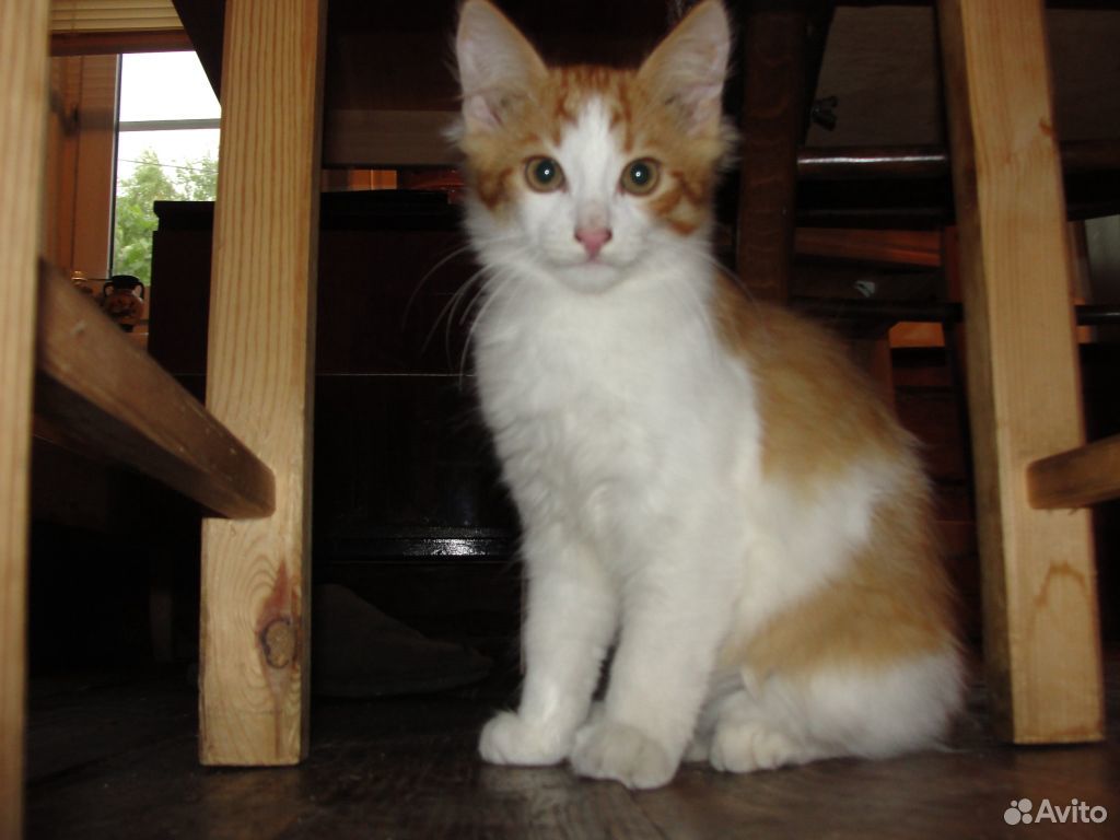 Продаются коты