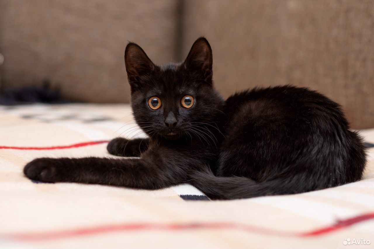 Кошка