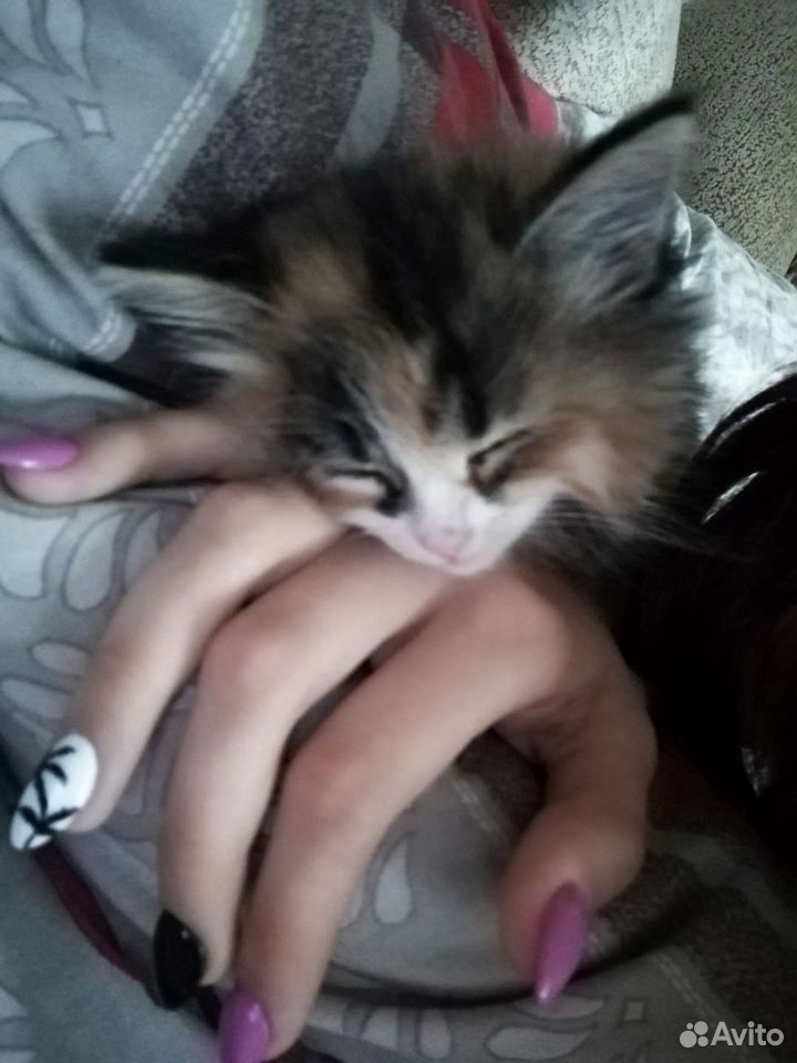 Длинношёрстный котёнок