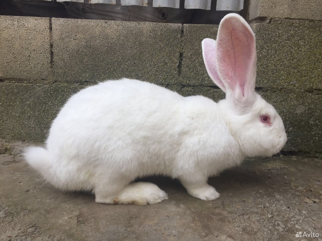 Самец Ризин на племя