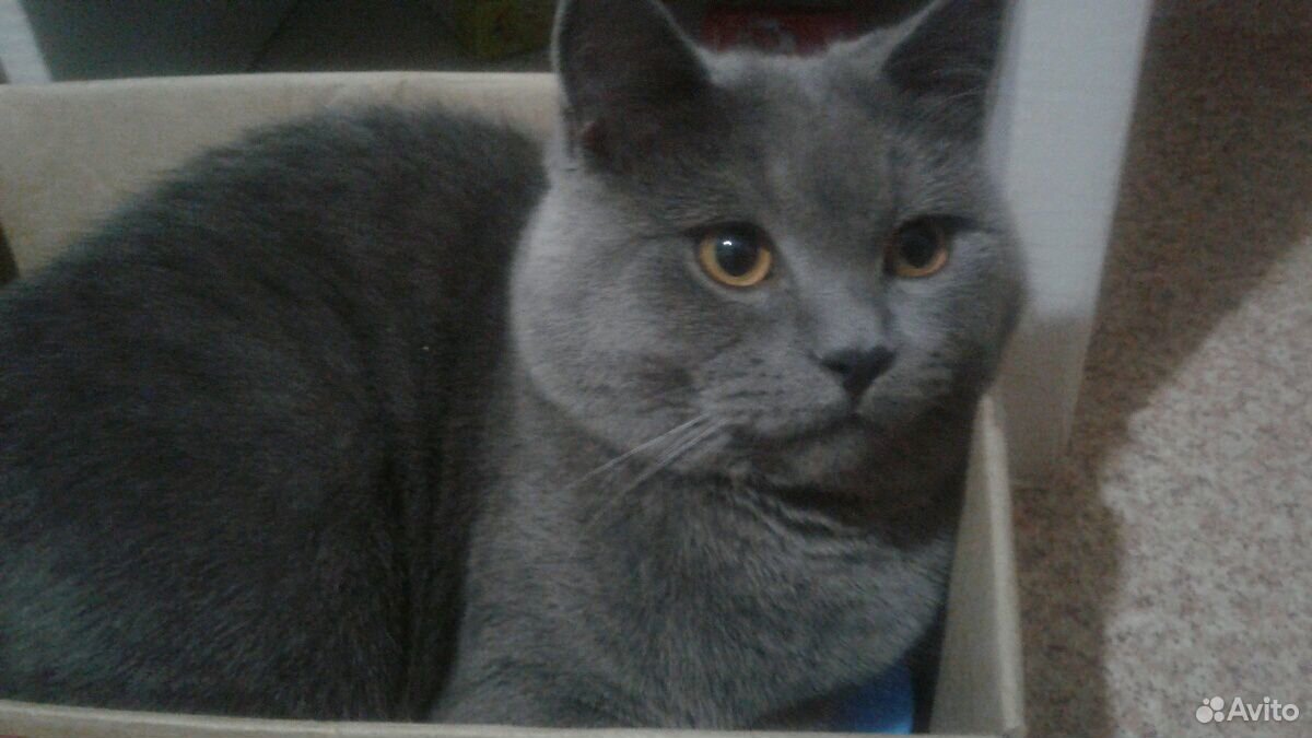 Шотландец 6 мес