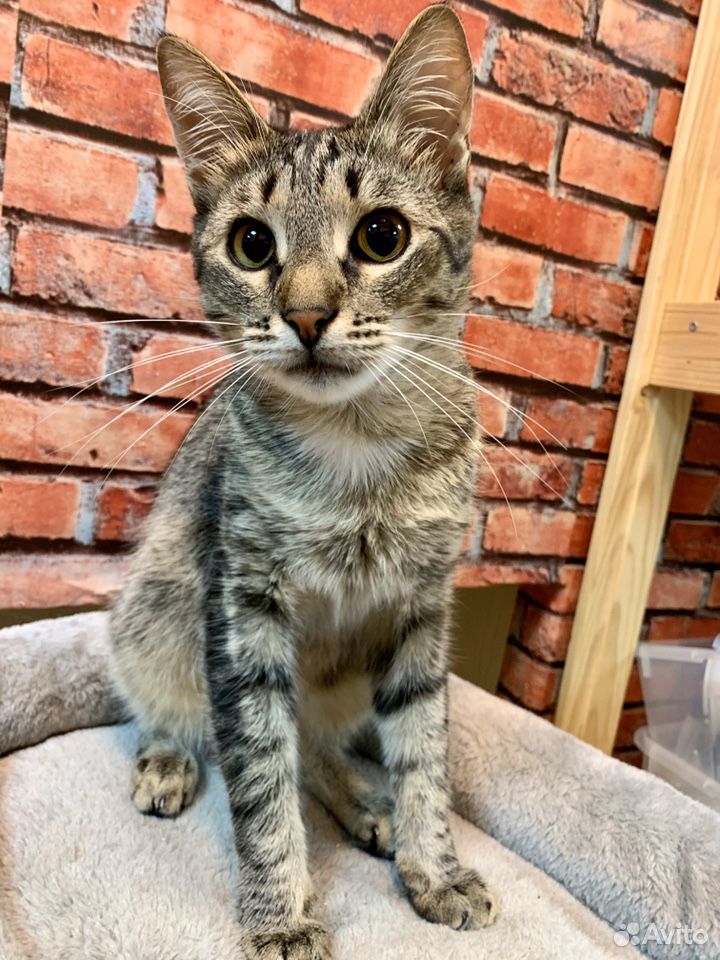 Кот Ричи 1 год ищет дом