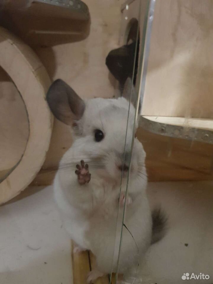 Шиншиллы с витриной