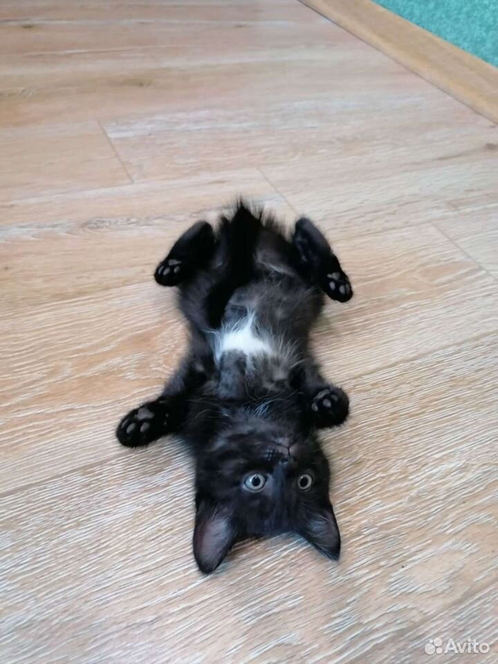 Котёнок девочка 1,5 месяца