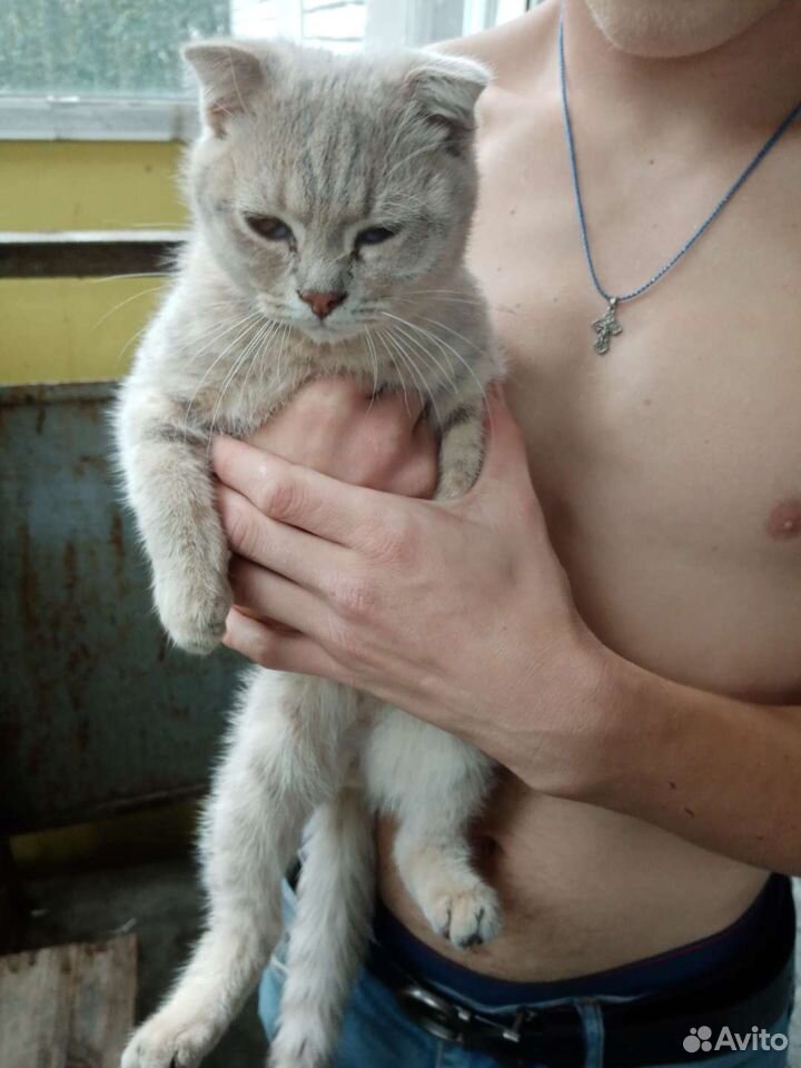 Чистый Шотландский котёнок