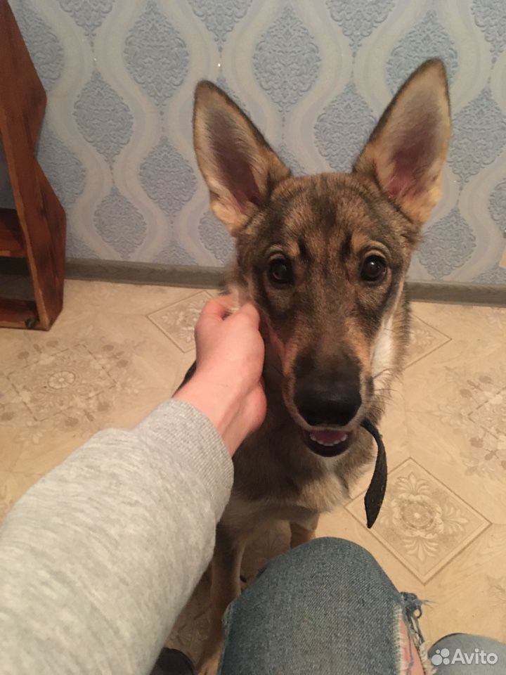 Восточносибирская лайка