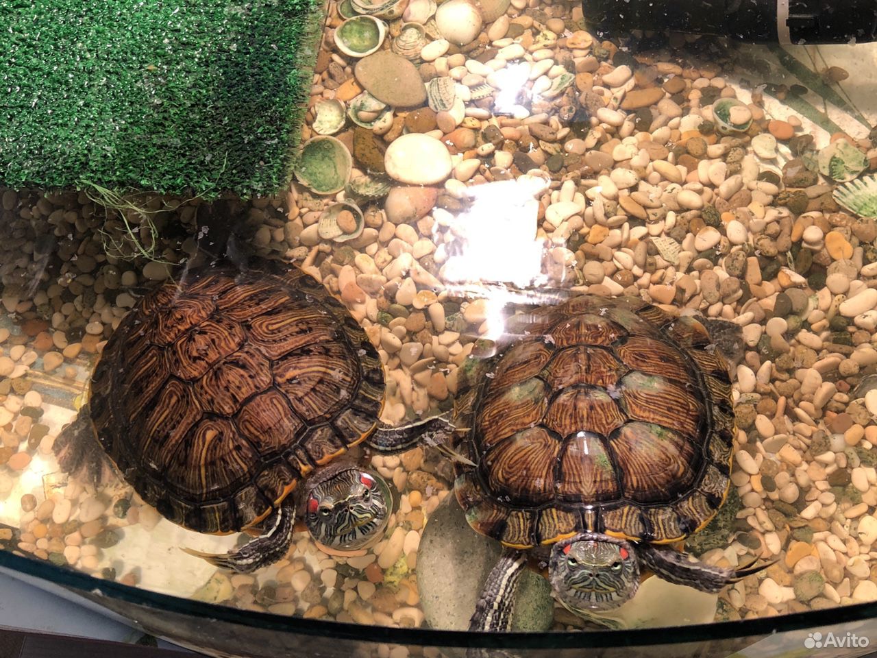 Краснаухие черепахи