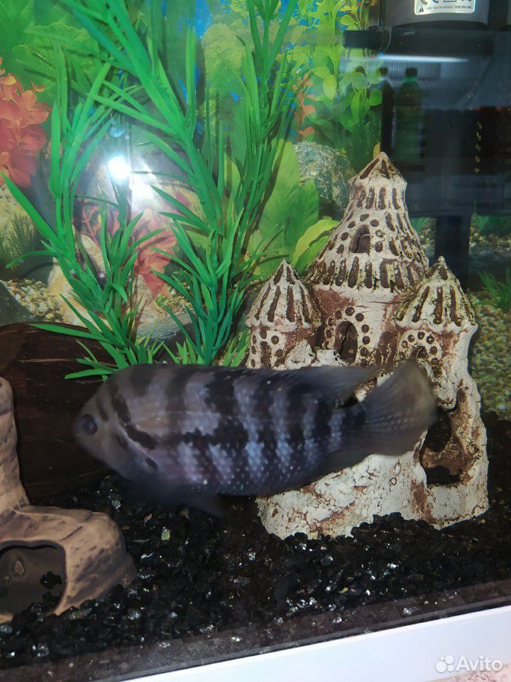 Цихлиды (Хорн)