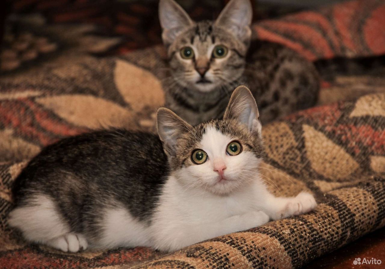 Котенок Виола 3 мес