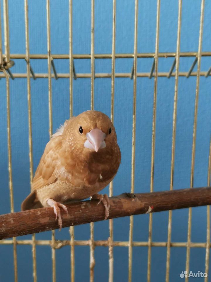 Отдам японскую амадин в хорошие руки