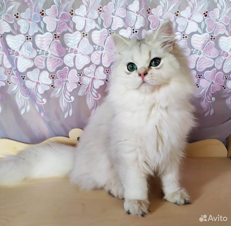 Серебристая длинношерстная шиншилла