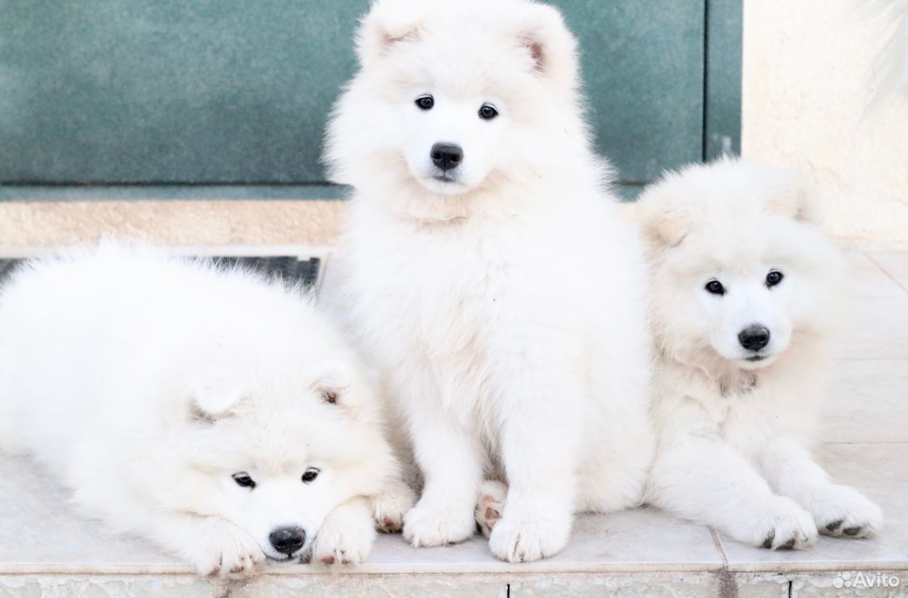 Белоснежное чудо, щенки самоеда