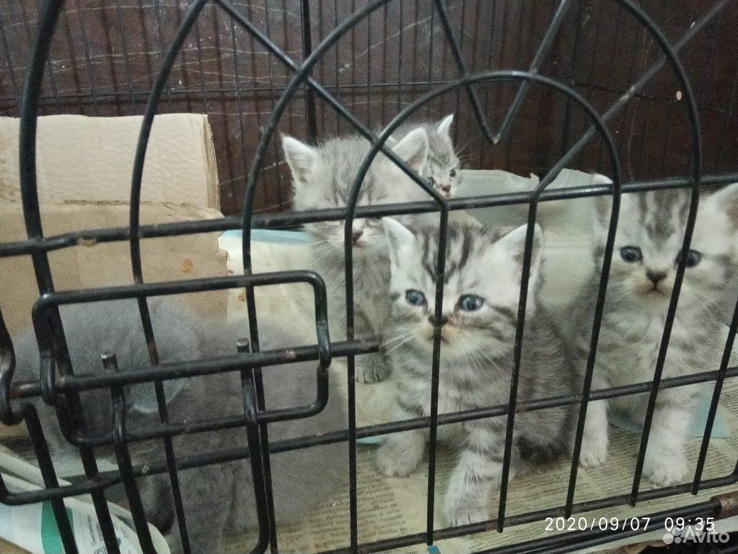 Котята