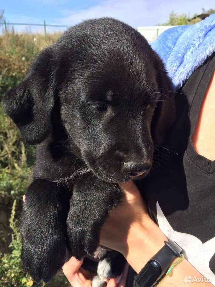 Лабрадор девочка