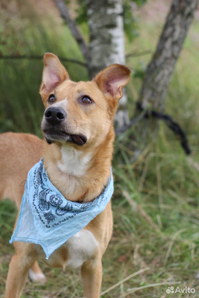 Отдам в хорошие руки, солнечная Сандра