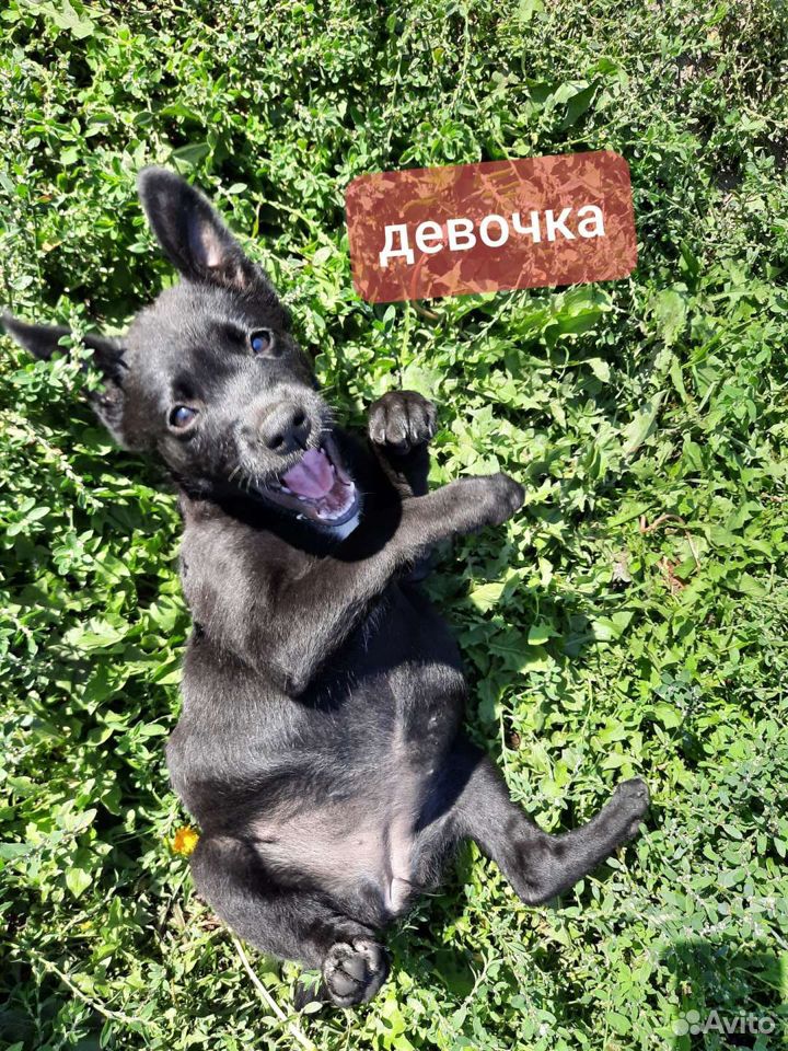 Собака