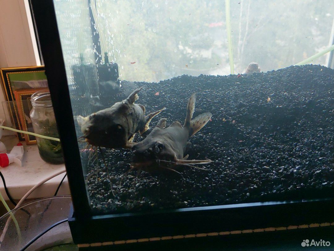 Отдам сомиков