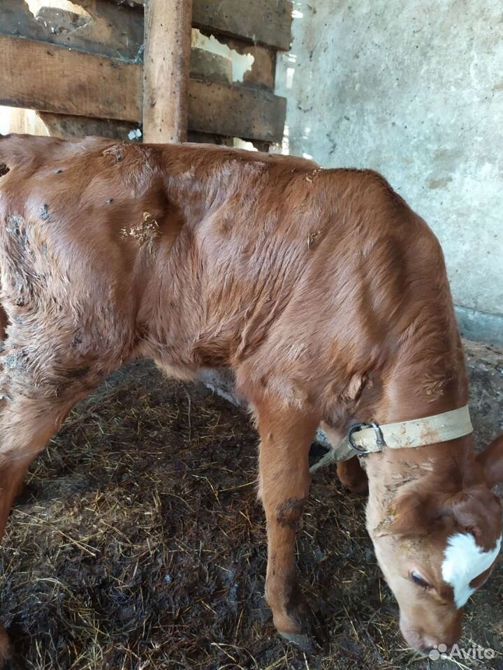 Недельная тëлочка