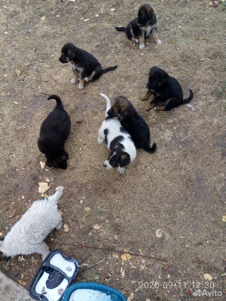 Полуторамесячные щенки ищут добрых хозяев