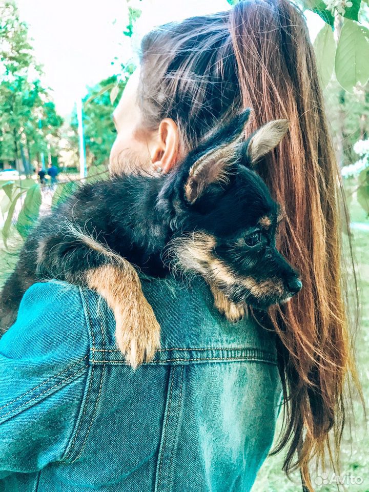 Йоркский терьер