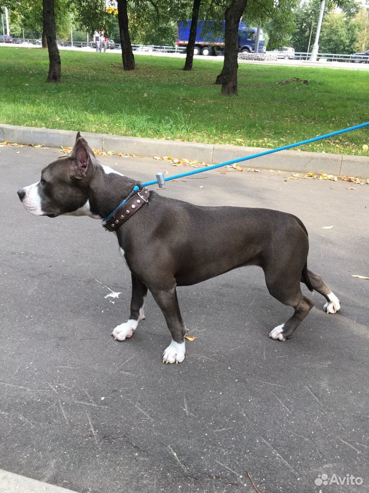 Амстафф 7 мес девочка