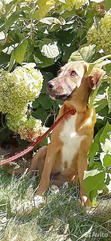 Метис будет крупная