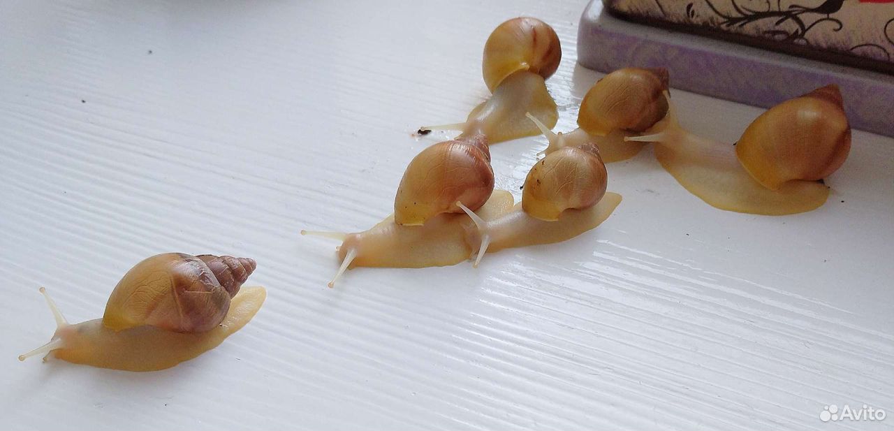 Улитки ахатины фулика родации альбина