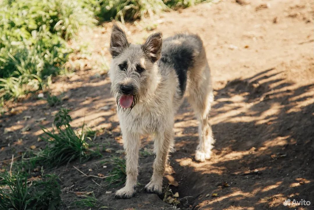 Лаки ищет дом