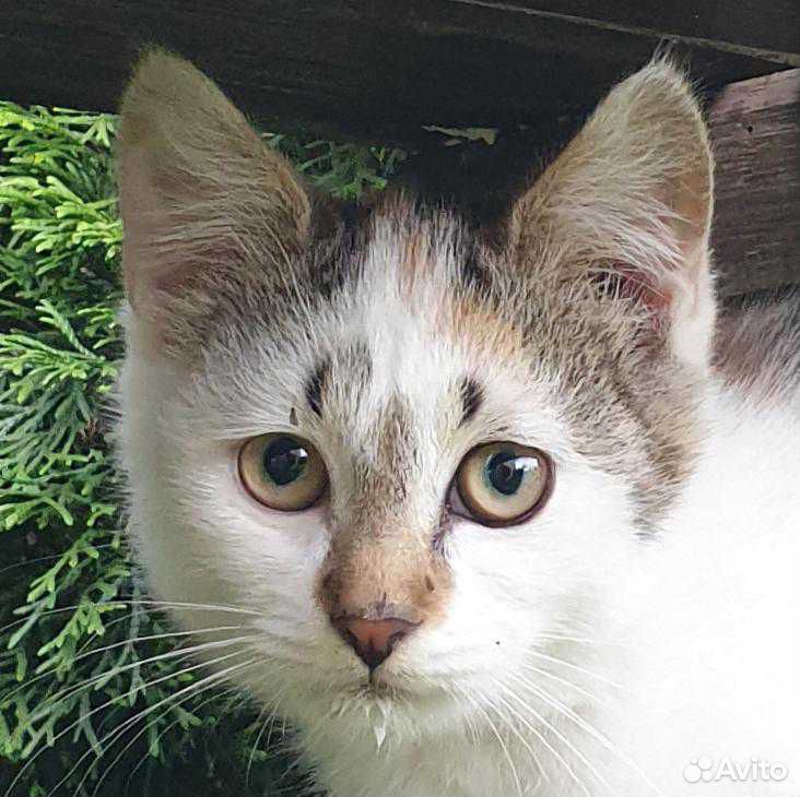 Котенок ищет дом