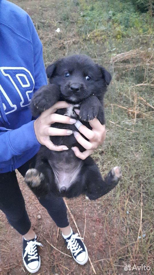 Щенок девочка крепыш