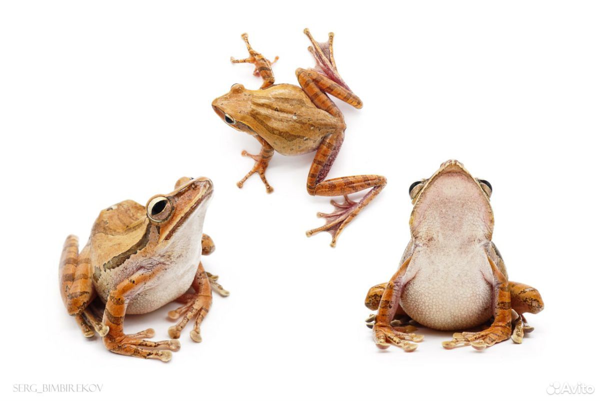 Лягушка домовый веслоног Polypedates megacephalus