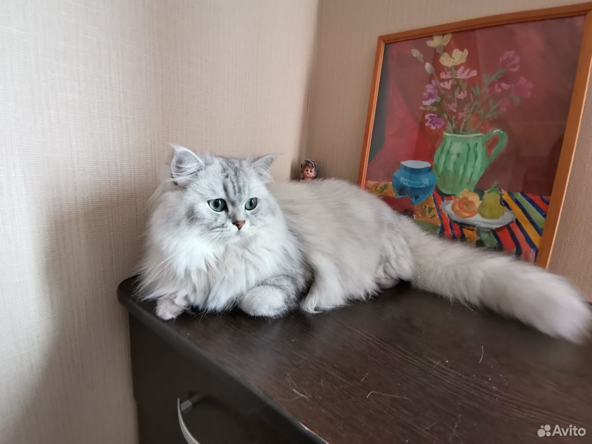 Британец, шиншиловый окрас