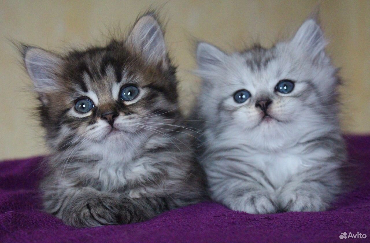 Котята скоттиш страйт